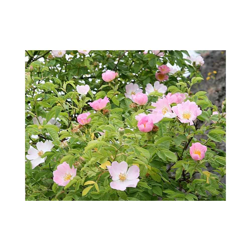 Wild Rose (Églantine) 30 ML HEALING HERBS